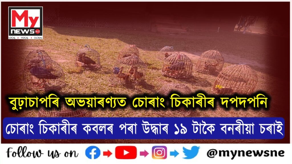 Poaching in Bura Chapori Wildlife Sanctuary : বুঢ়াচাপৰি অভয়াৰণ্যত ...